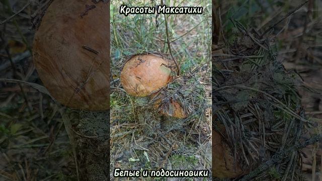 Природа Максатихи