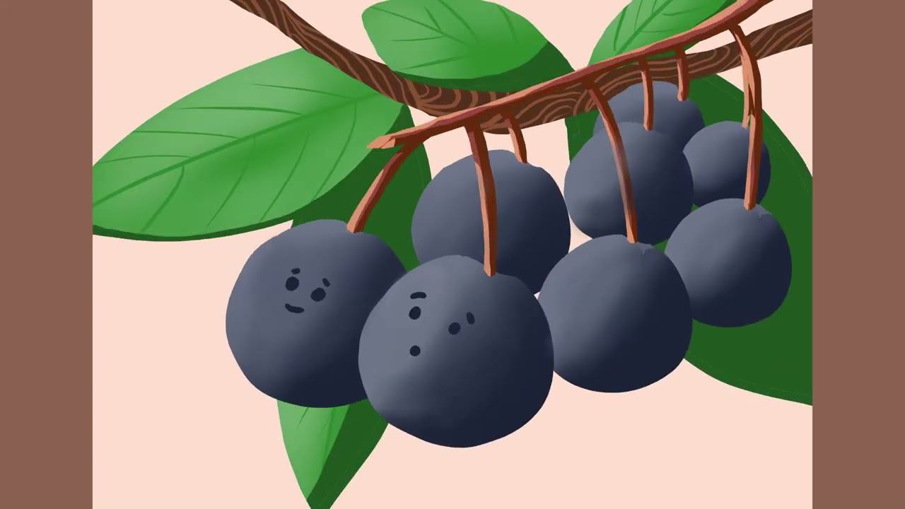 17 Мойл джида