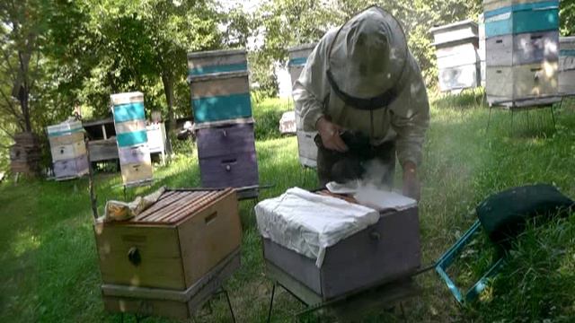 Пчёлки 65. И потерял две семьи