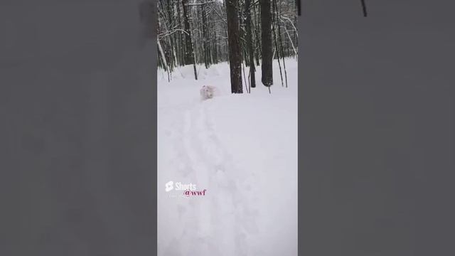 Почему снег прилипает к шерсти