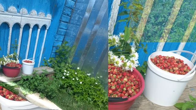 Как  и где собирать луговую клубнику. Клубника луговая.