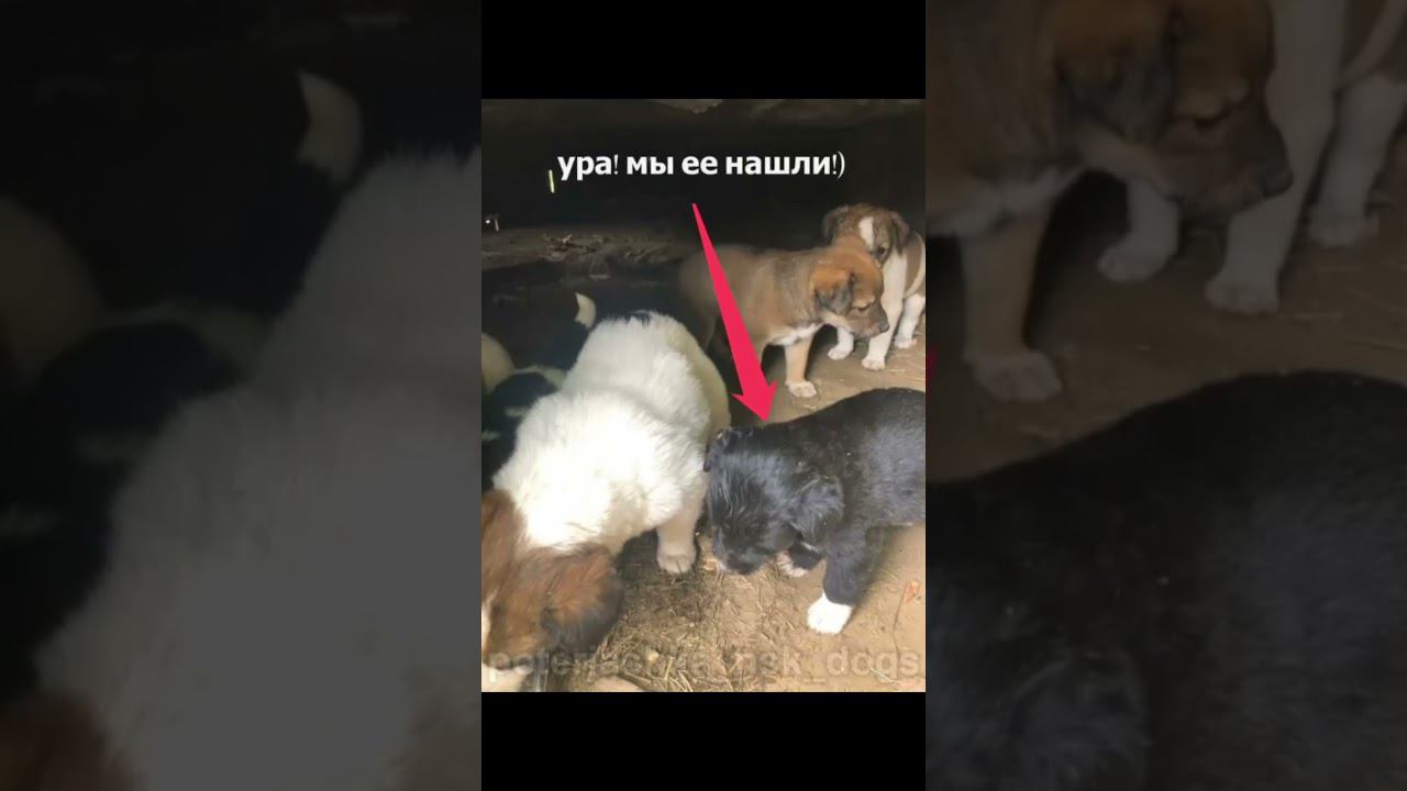 История Айки Часть 1