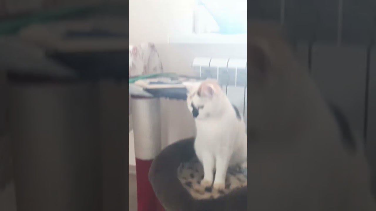 Приглашаю. #питомцы #животные