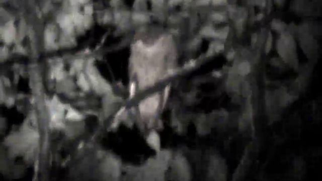 Серая неясыть 1 Первые съёмки