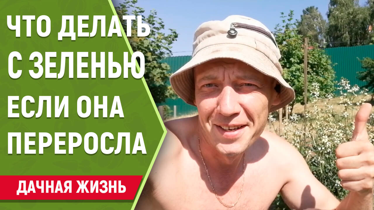 Что делать если зелень переросла (руккола, салаты,базилик, мята).