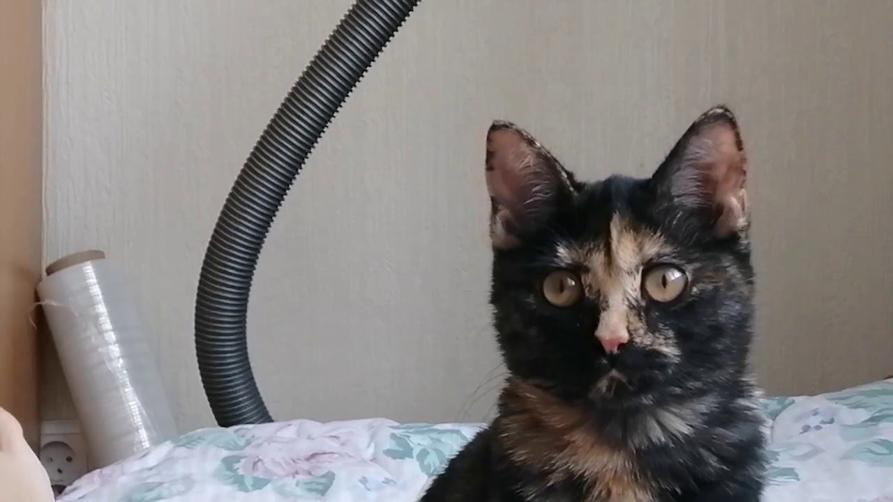 Мурка отдыхает.