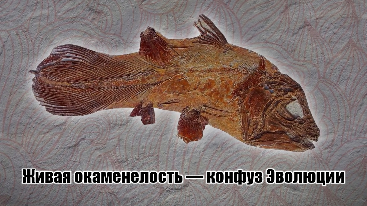 Живая окаменелость — конфуз Эволюции (Момент Творения)