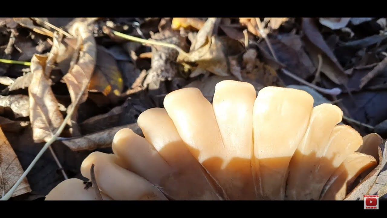 Погодка балует, копаем по чёрному, с чёрным котом.