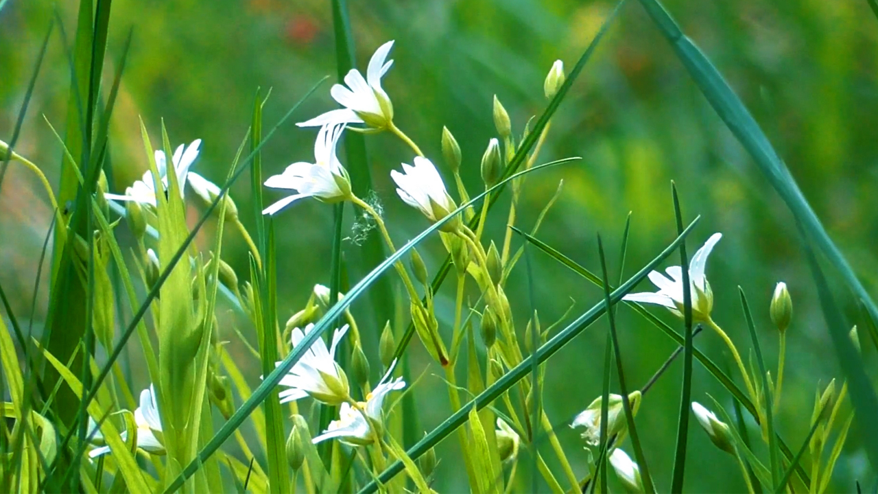 Звуки живой природы: цветущая весна, лесное песнопение птиц. Видео для отдыха.