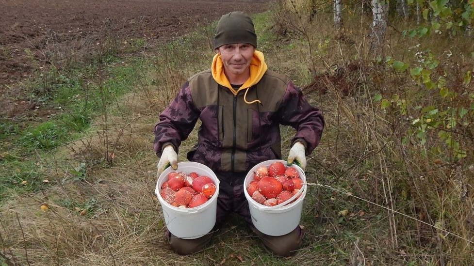 Сногсшибательный результат на сборе мухоморов. Заработали 8 тр за день. Собрали чагу, белые грибы.