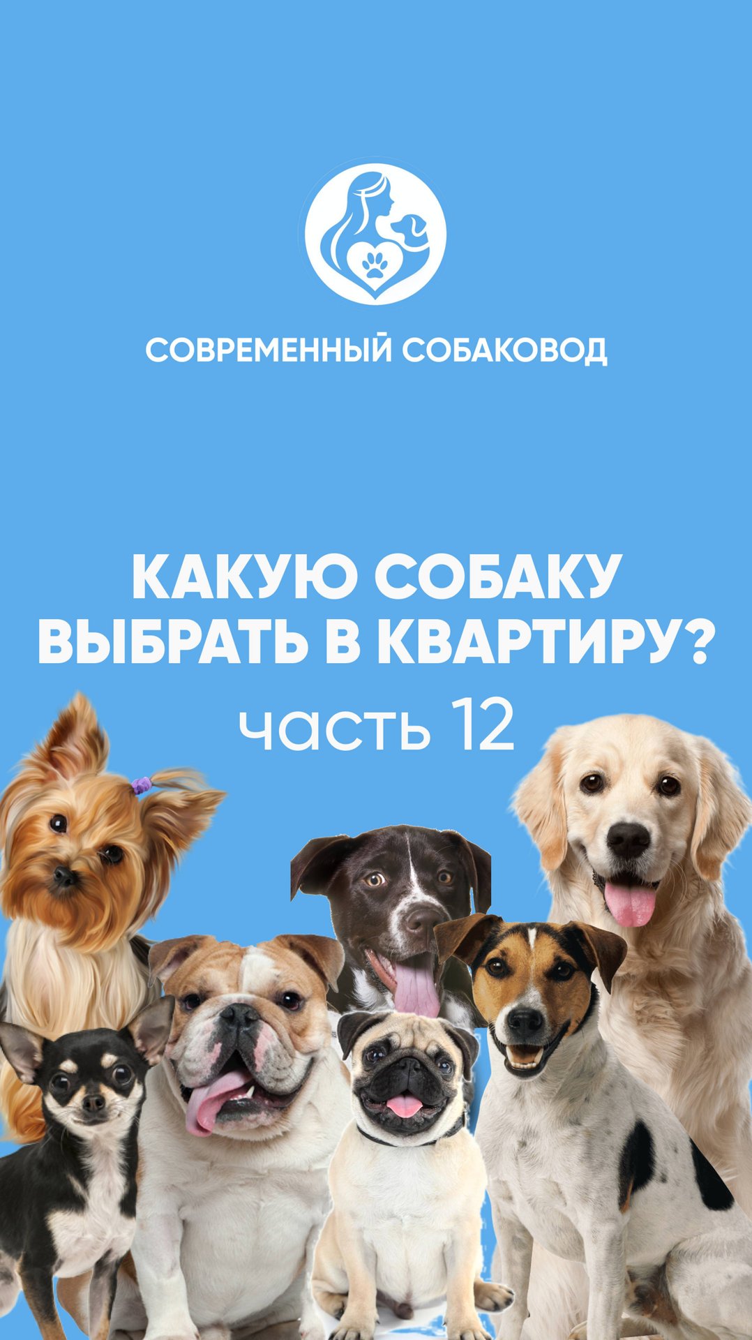 Маленькая собака для квартиры 🙌🏻 Часть 12 #кинолог #собака #АннаТимофеева #современныйсобаковод