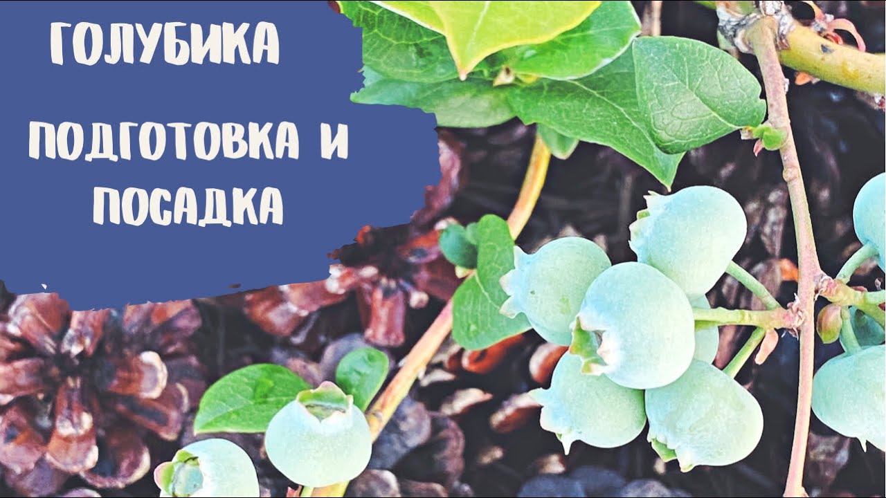 Выращивание голубики: подготовка и посадка