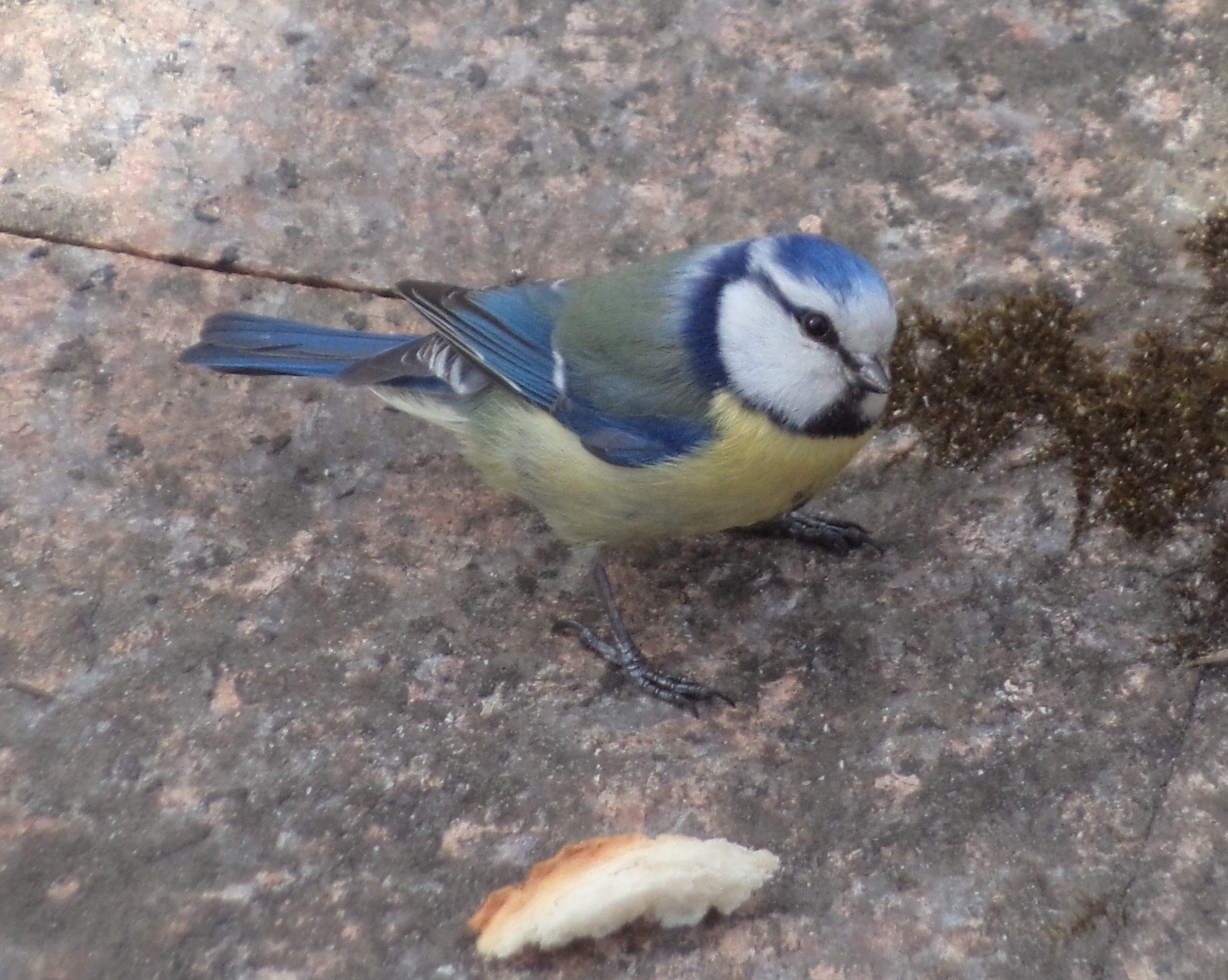 Лазоревки любят сало