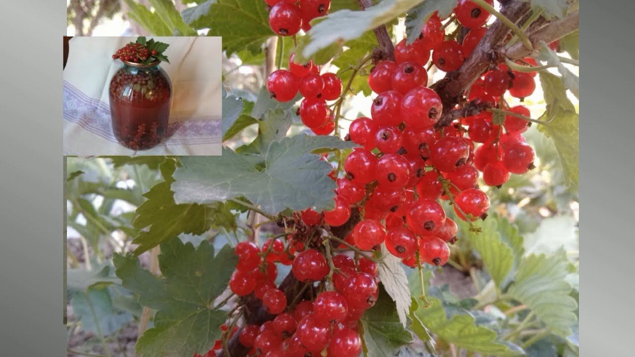 Компот из красной смородины. Заготовки на зиму.