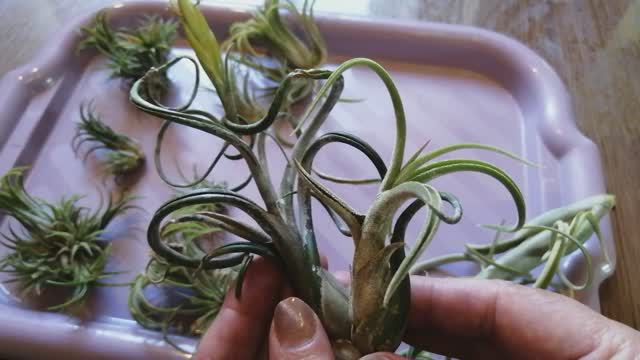 Детки моих тиллансий