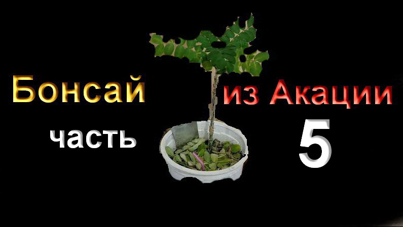 5.Бонсай с самого начала из желтой акации часть 5.