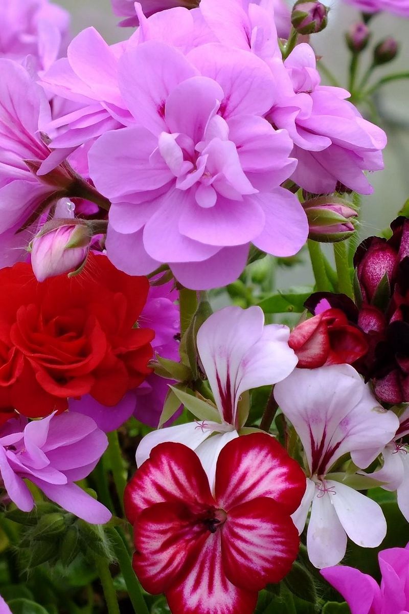 Пеларгонии герани взошли_посеяла перец _просроченные семена петунии