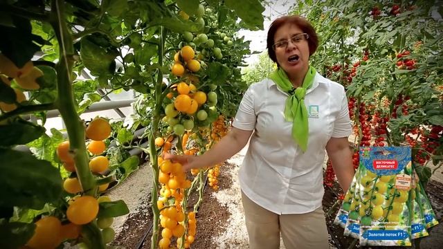 Помидоры Золотой поток