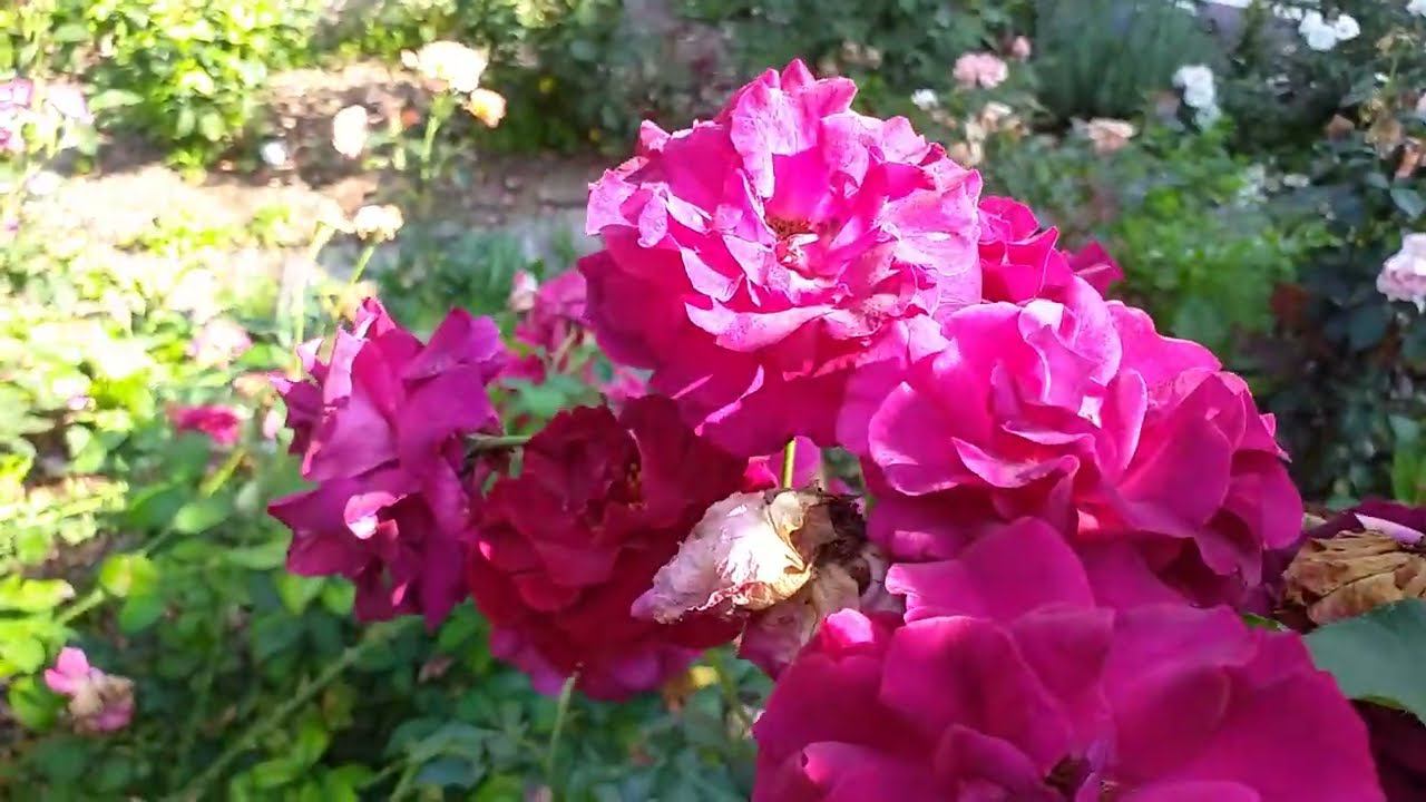 Подкормки. РОЗЫ. Обзор. РАССУЖДЕНИЯ - только свой опыт 16.07.24г