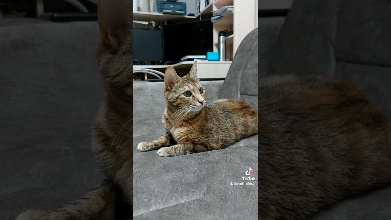 Прикол с кошкой