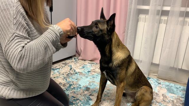 Воск для лап, защита от реагентов