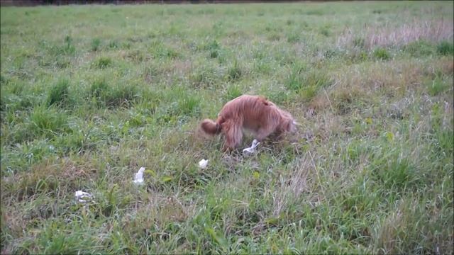 Выборка, пиренейская овчарка