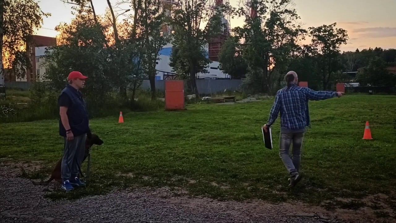 Состязания АПС-2, июнь 2020 АТТЕСТАЦИЯ ПРИКЛАДНЫХ СОБАК