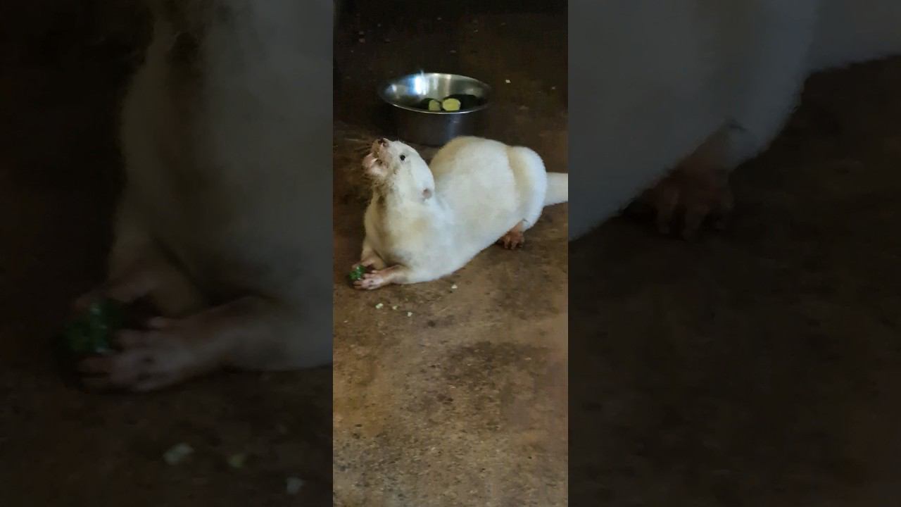 Зоо Планета Обезьян