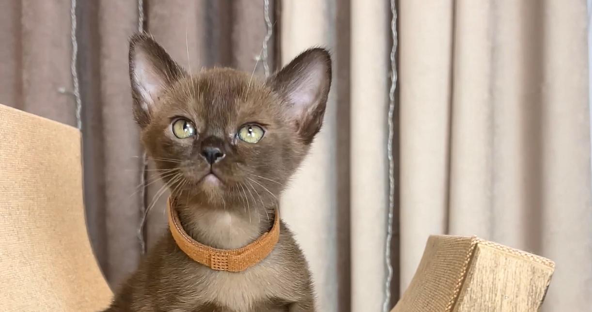 Бурма. Мальчик соболиного окраса