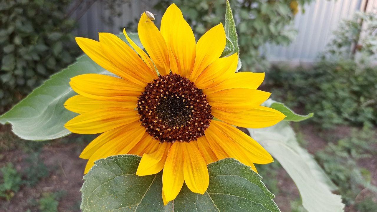 Подсолнухи всегда поворачиваются к солнцу или нет? Интересные факты. Загадочные явления природы.