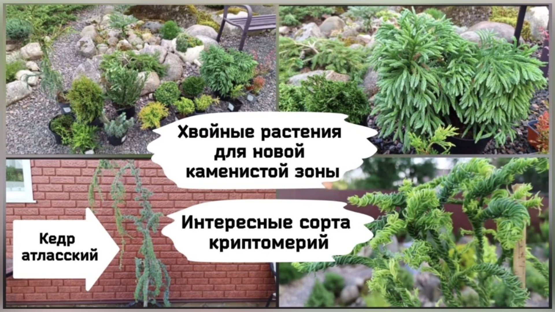 Хвойные растения для новой каменистой зоны. Интересные сорта криптомерий. Кедр атласский.