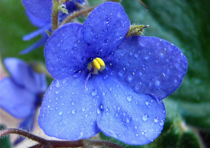 Цветок имени Нина – фиалка.mp4