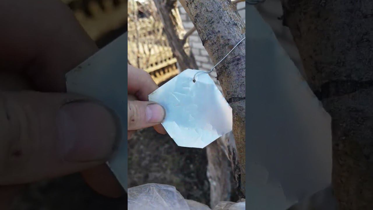 Прививка за кору неспящим черенком.