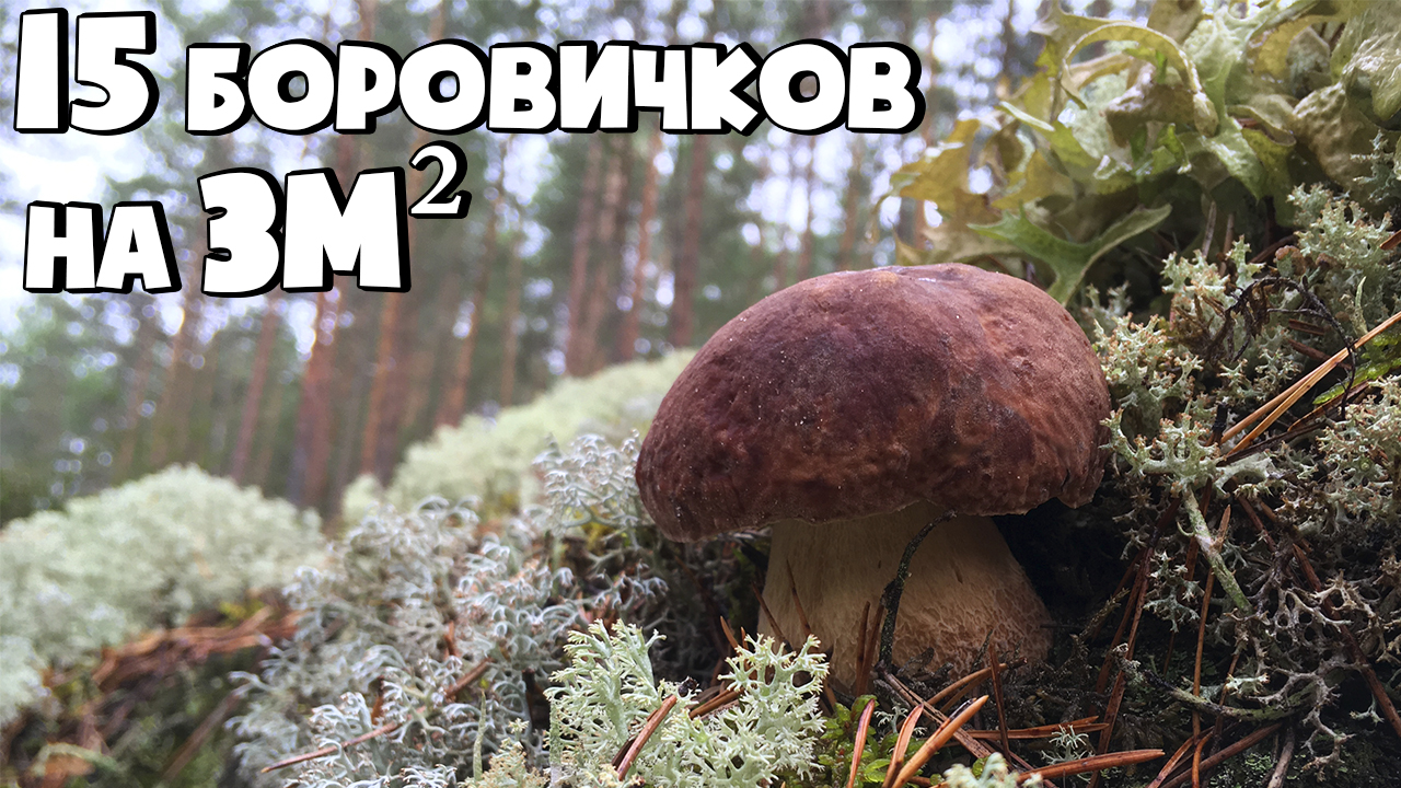 НАШЕЛ 15 МАЛЫШЕЙ БОРОВИЧКОВ НА 3 КВАДРАТНЫХ МЕТРАХ В БОРУ