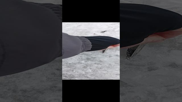 Щука на блесну!!!