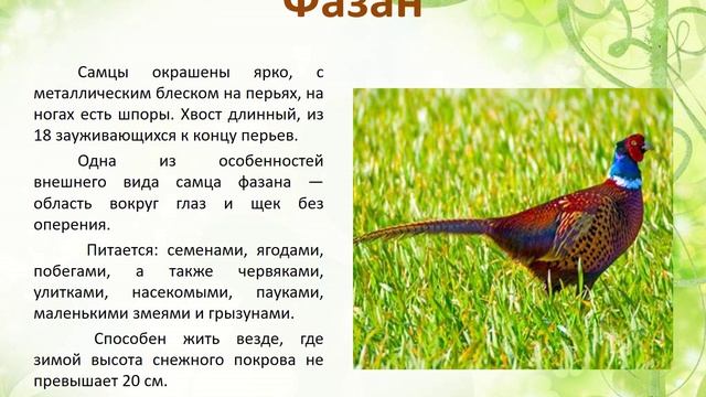 Птицы Донского края.wmv