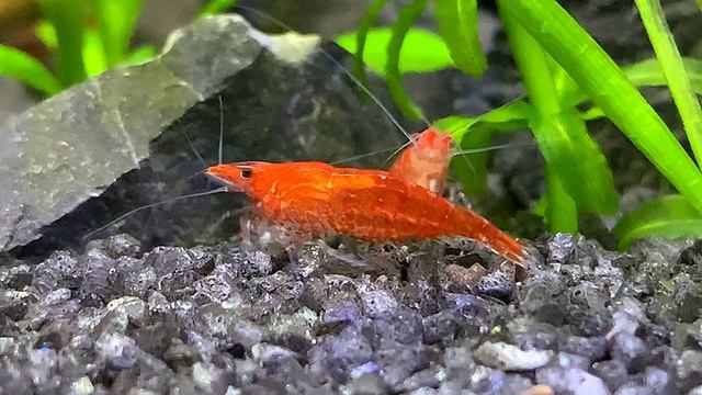 video-output-CE8146ED-7B91-4A1D-91F3-42405EA57A4B