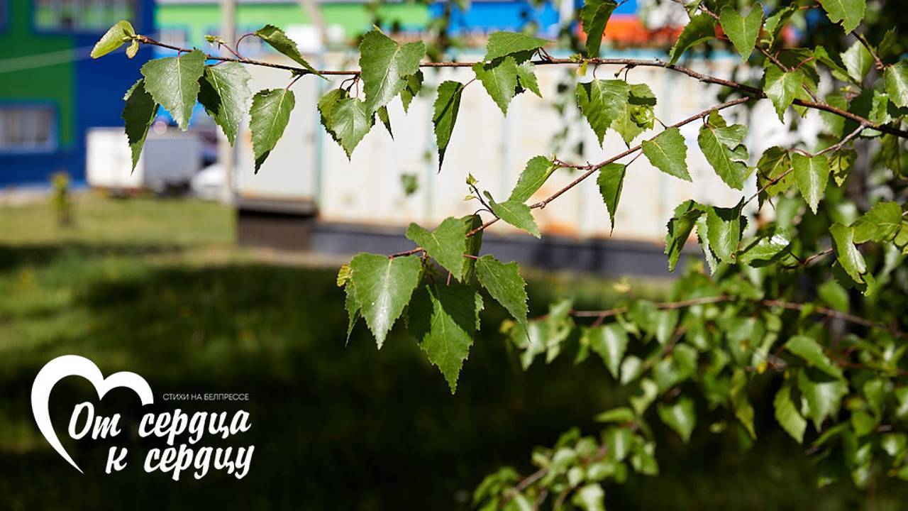 «От сердца к сердцу»: Ольга Тимченко читает стихотворение Сергея Васильева