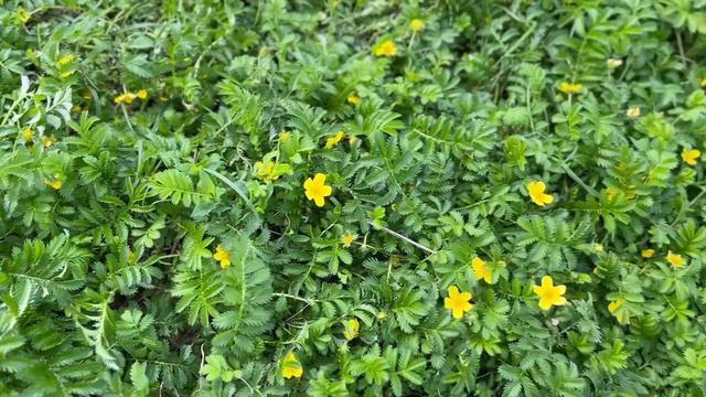 МОШЕННИКИ ❌ на Ярмарке Мастеров. Как обманывают с сертификатами