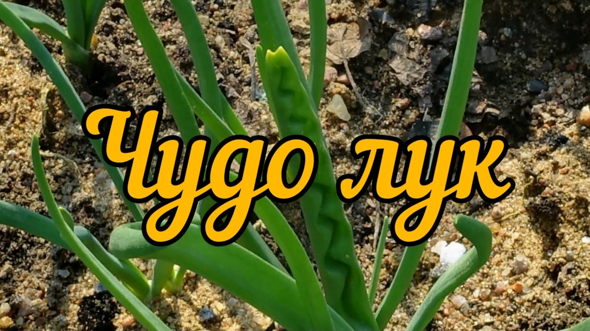 Чудо лук.mp4