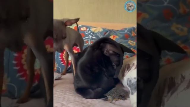 Смешные животные #63.mp4