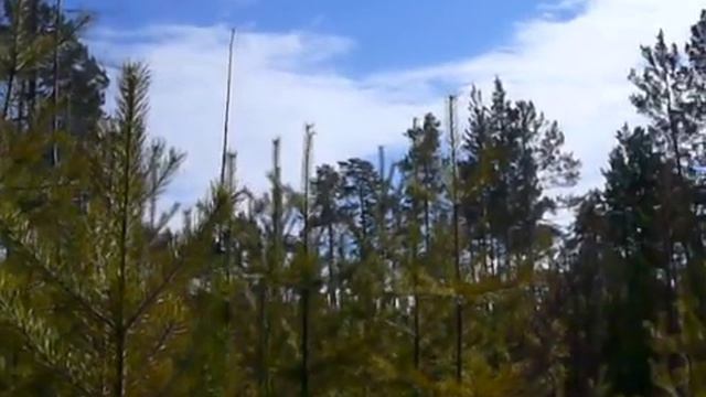 Ориентирование в кризисной ситуации. По Солнцу без часов