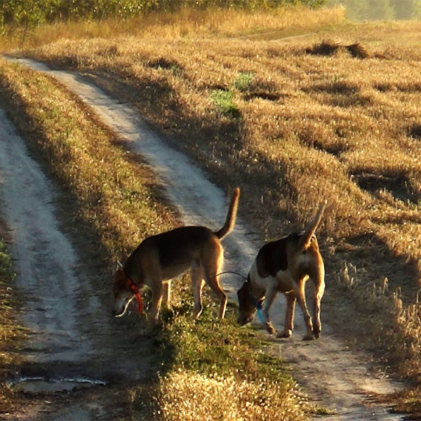 открытие охоты с гончими. отлично погоняли, но жарко.