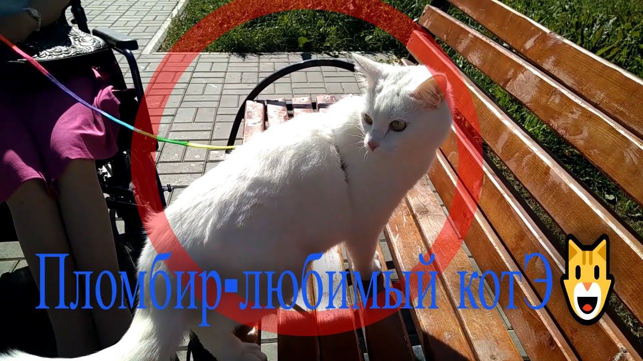 Пломбир-любимый котЭ