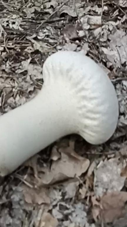 Дождевики. Грибы. Головач продолговатый