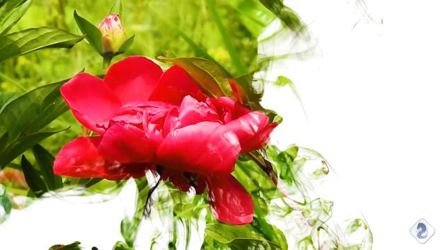 #ПИОНЫ #ВИДЕОKLASS#ЖаннаДаценко#КрасотаПрироды#МузыкаКрасоты#