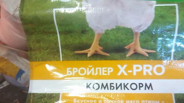 Цыплята Леггорн Первые дни жизни  Пропойка, кормление, вакцинация