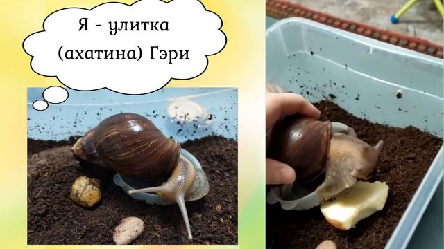 30 ноября. Любимцы детей.