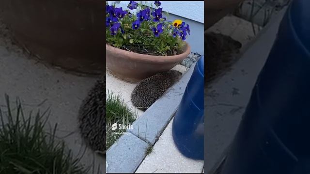 Вора застукали в саду в 5 утра #мистика#magic