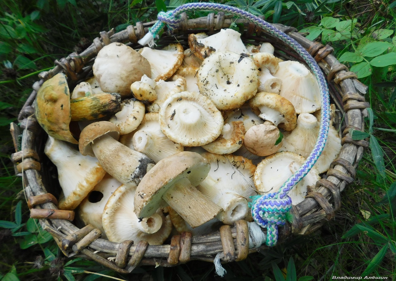 Мощные грузди -2022! Набрали грибов, из леса выгнал ДОЖДЬ! For mushrooms in the forest